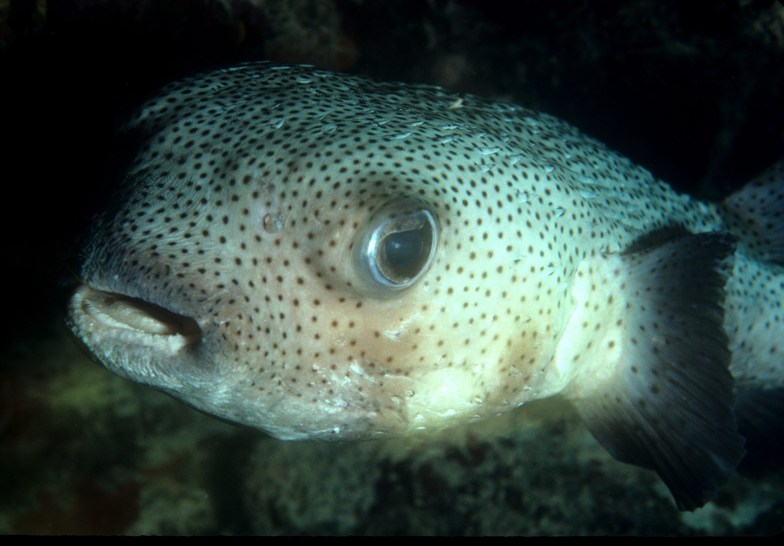 Le diodon grand porc-épic - La Médiathèque de la Mer, le magazine de La ...