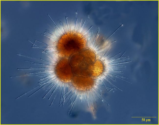 Planète Plancton - La Médiathèque de la Mer, le magazine de La Cité de ...