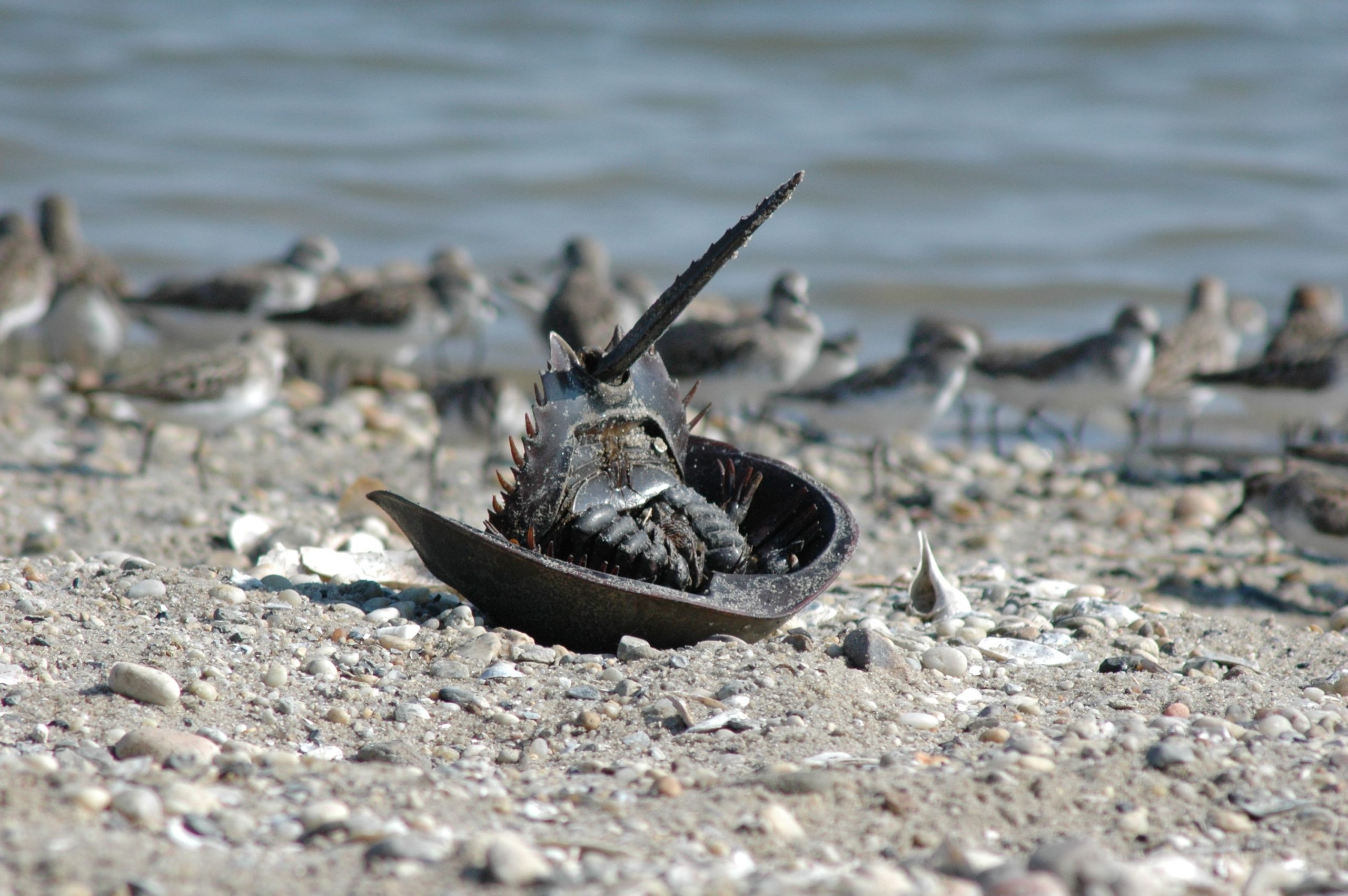 La limule, Limulus polyphemus