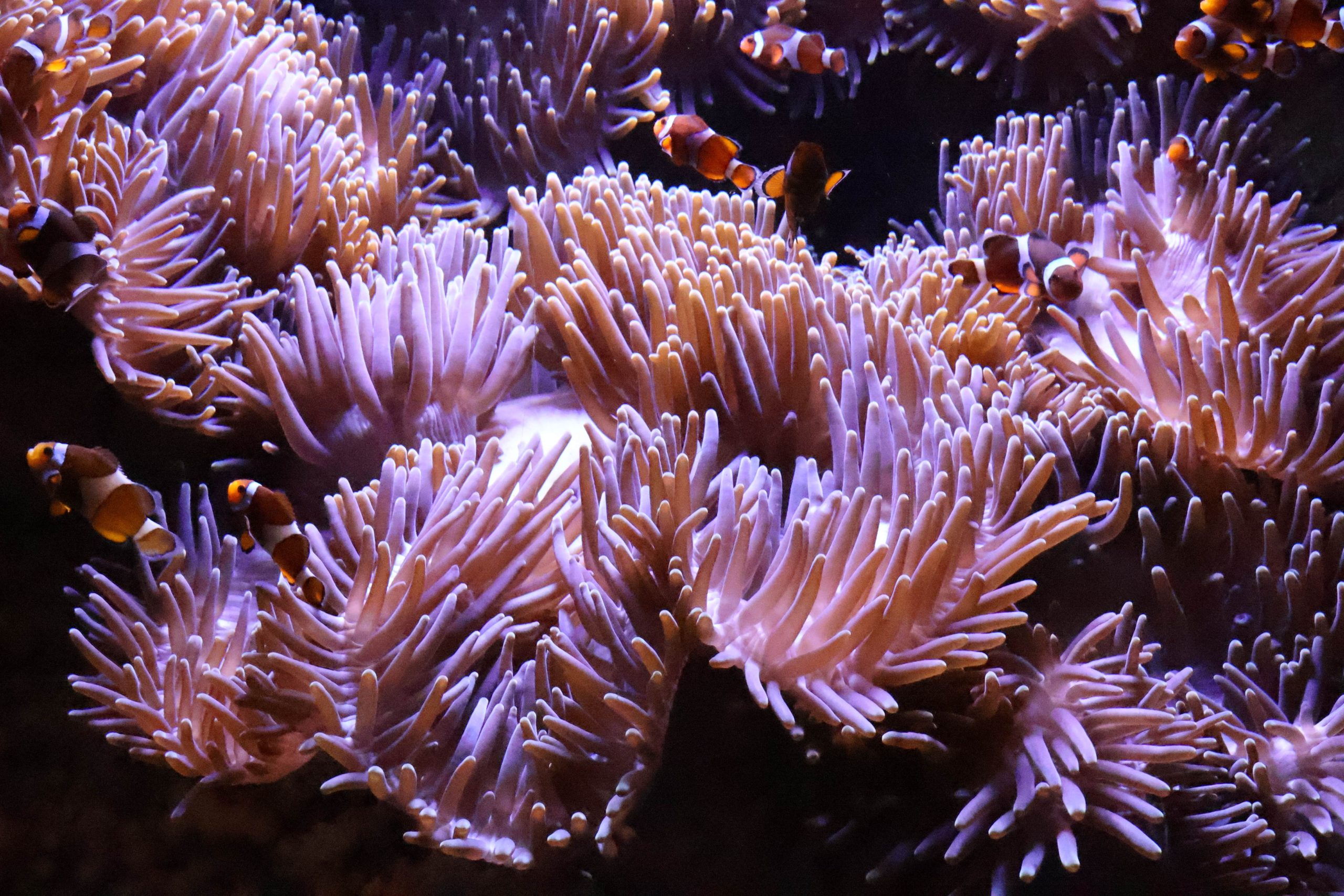 Les animaux marins - La Médiathèque de la Mer, le magazine de La Cité ...