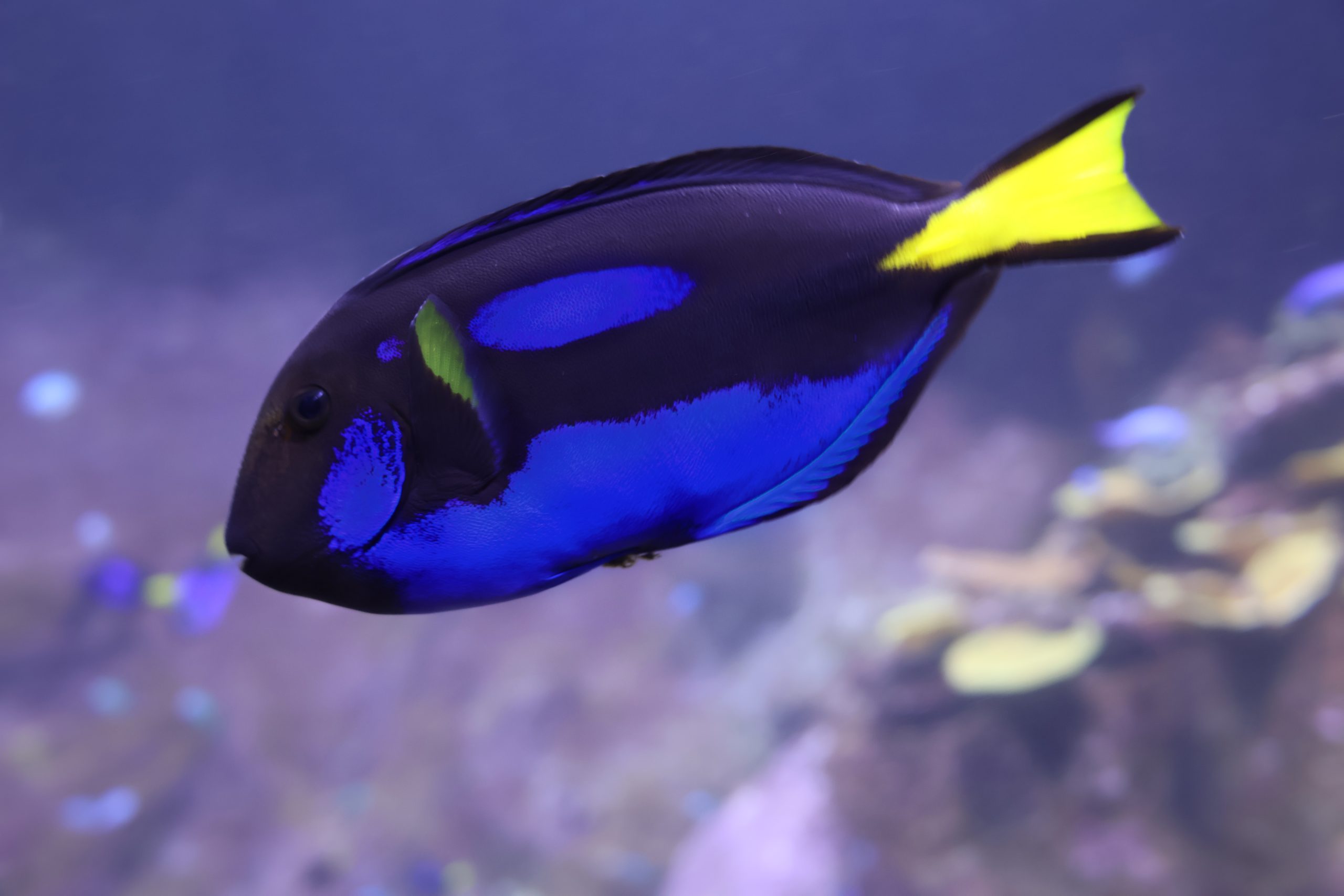Le pigment bleu du poisson mandarin