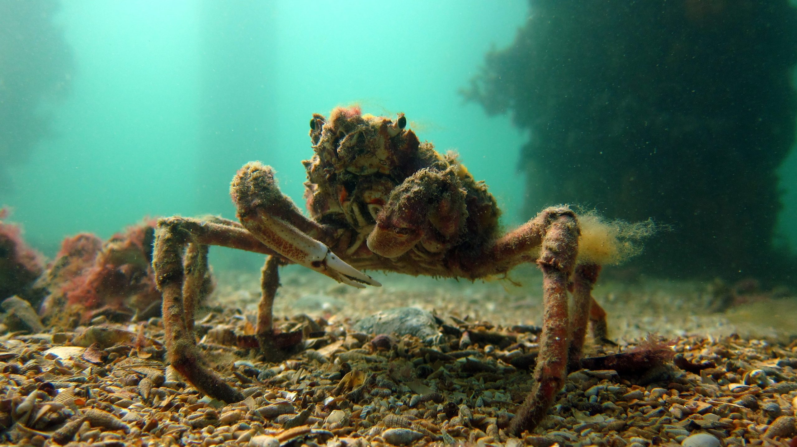 Le crabe-araignée de mer géant, Leptomithrax gaimardii